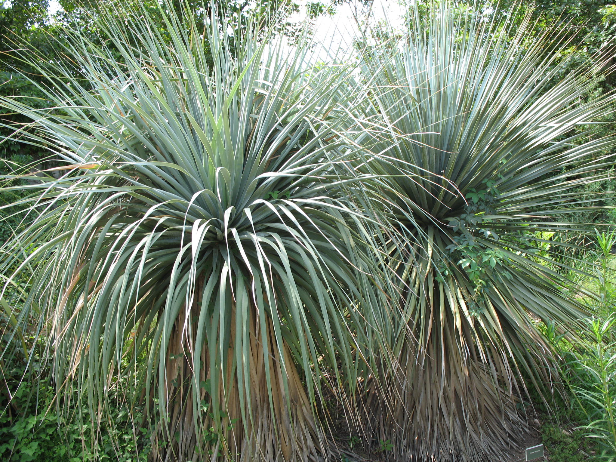 Online Plant Guide - Nolina nelsonii / Nelson's Blue Bear Grass
